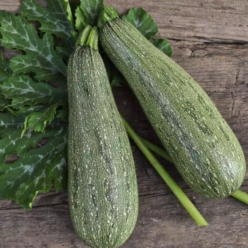 Grey Zucchini Summer Squash Seeds, Mexican Grey Squash, Lebanese Varie ...