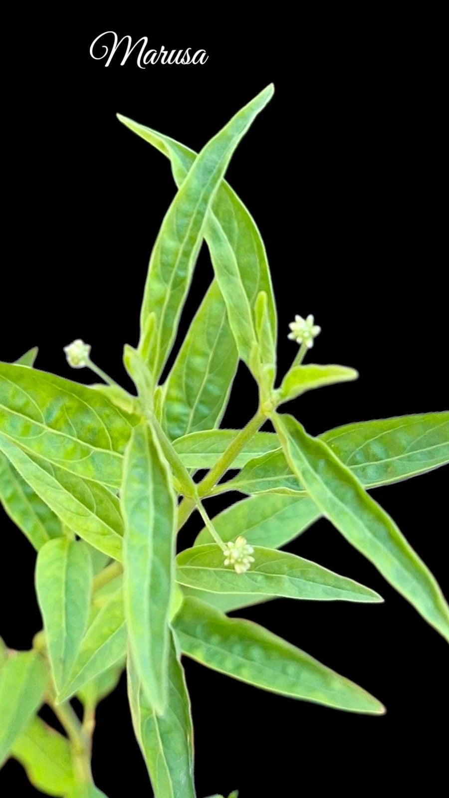 Rare Marusa Plant – Live Amazonian Master Plant, Pfaffia iresinoides ...