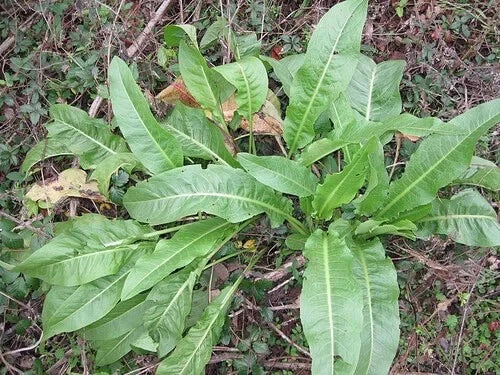 Curly Dock Live Plant - Yellow Dock - Organically Grown Rumex crispus ...