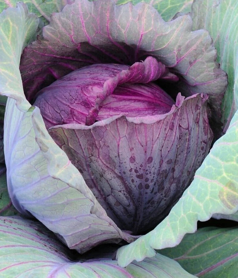 Red Acre Cabbage Seeds - 2g Premium Variety, 400 First-Rate Seeds - Br ...