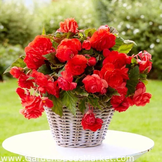 Begonia Seeds 500 Count Hot Tip Red Begonia Glory (Begonia x tuberhybr ...