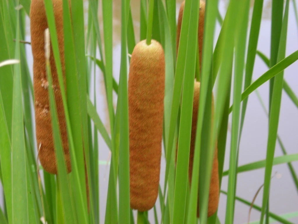 Cold Hardy Dwarf Cattail Plant - Live Aquatic Marginal Pond Plant ...