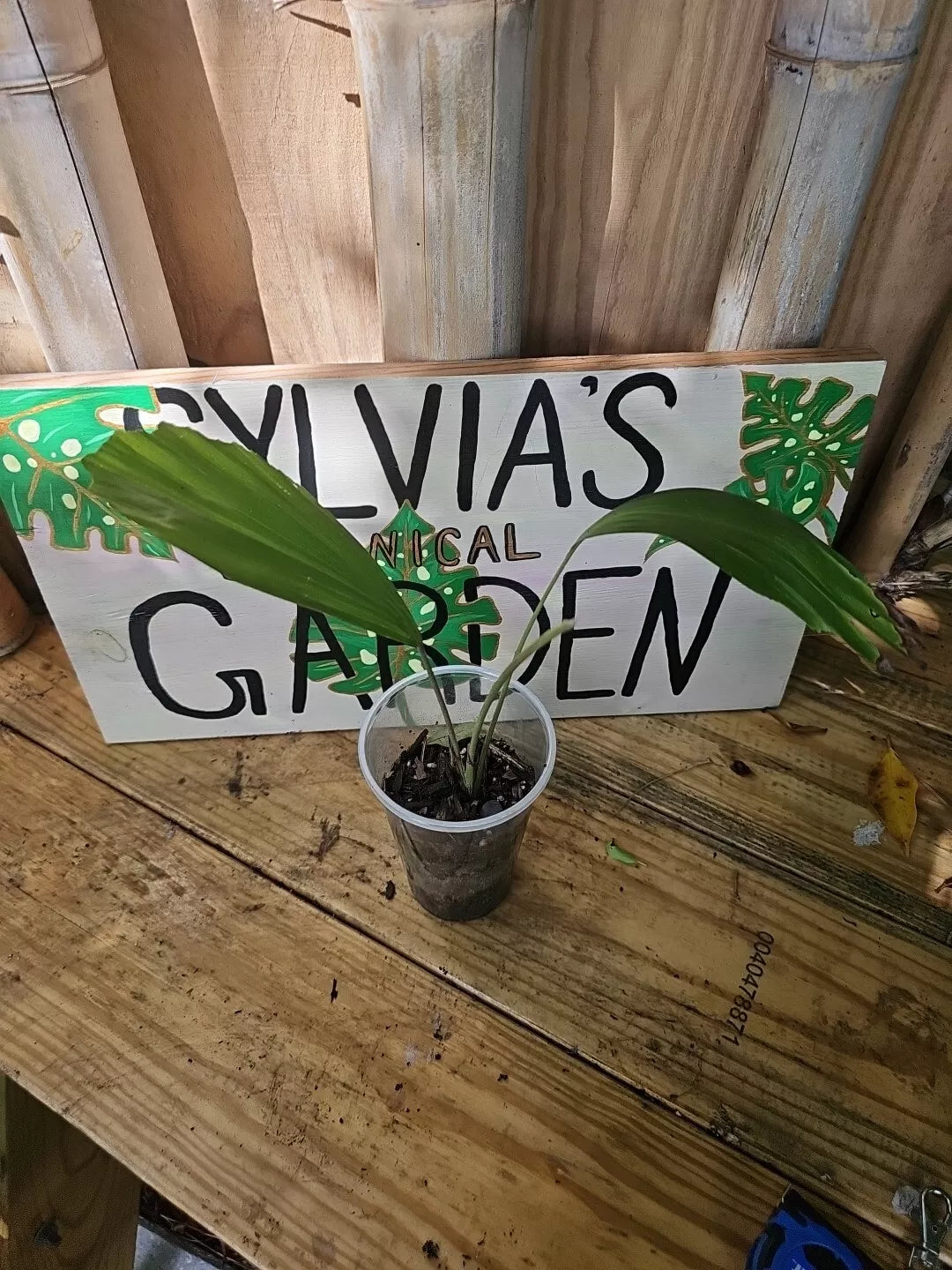 Sugar Palm Tree Seedling 3.5" Pot Arenga Pinnata Live Plant – Jayme Garden