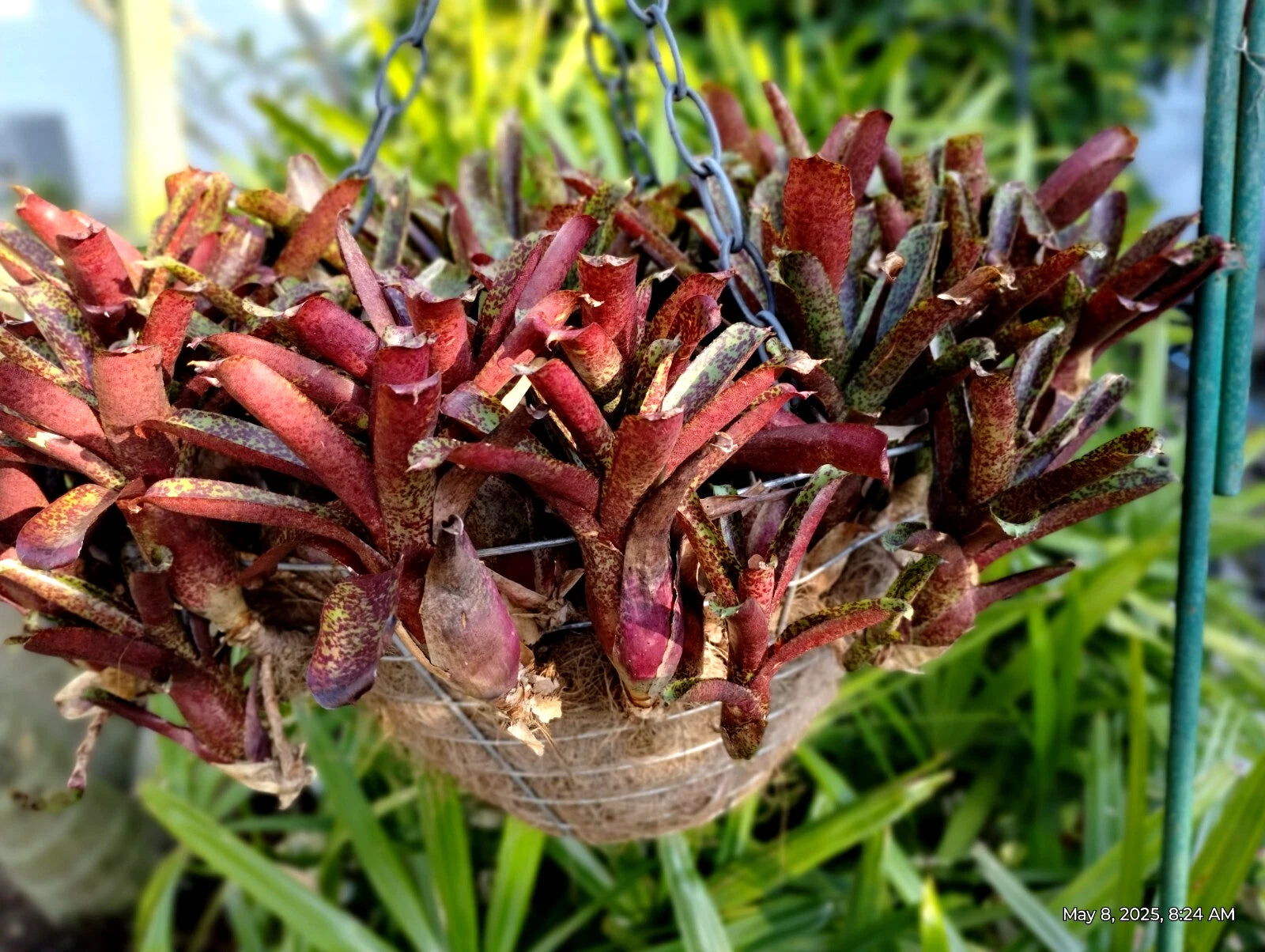 Neoregelia Mo Peppa Plants - Group of 4 Tropical Bromeliads - Free ...