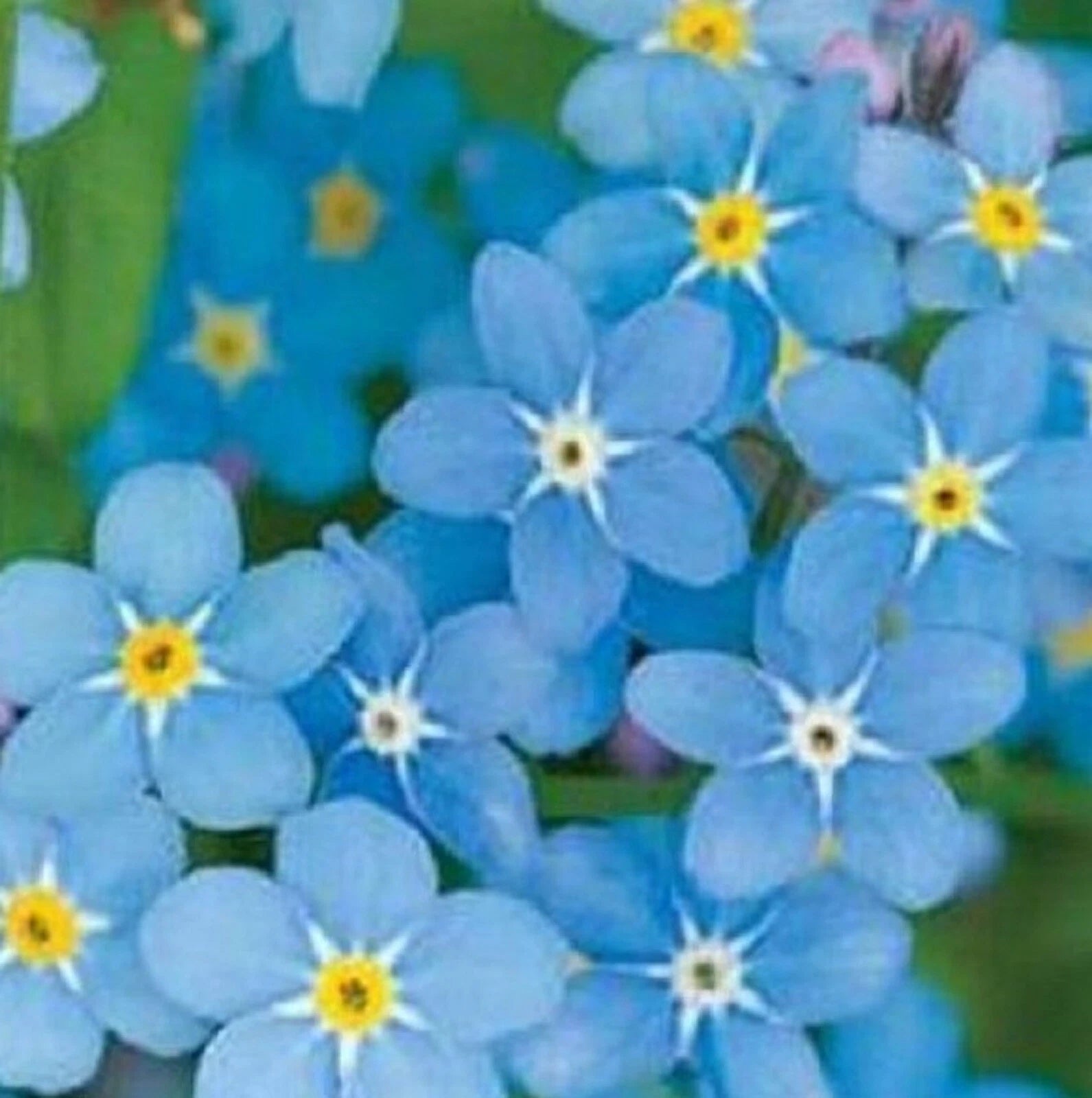 Chinese Forget Me Not Seeds - 200 Seeds - Myosotis sylvatica - Blue Fl ...