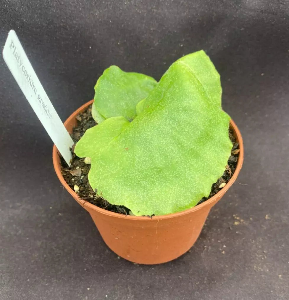 Moose Horn Fern Platycerium grande Rooted Plant 3" Pot – Jayme Garden