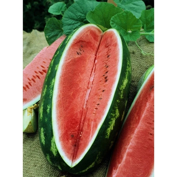 Watermelon Seeds - 30 Seeds - Allsweet Variety - Citrullus lanatus - G ...