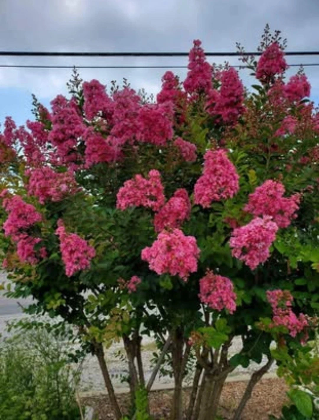 Pink Velour Crape Myrtle Cuttings, No Roots, Lagerstroemia indica ...