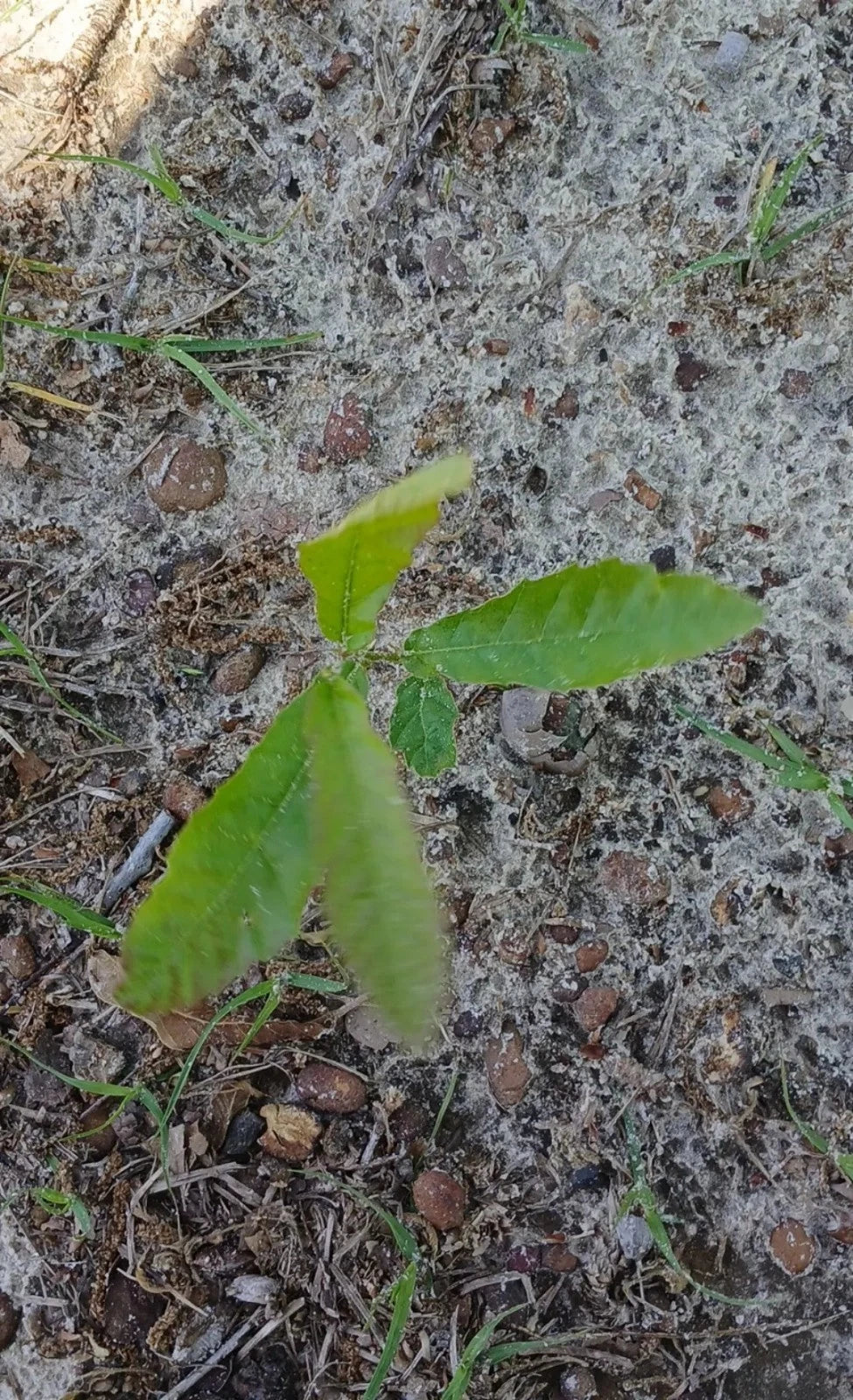 Sawtooth Oak Seedlings 5-Pack Fast-Growing Quercus acutissima Live Pla ...