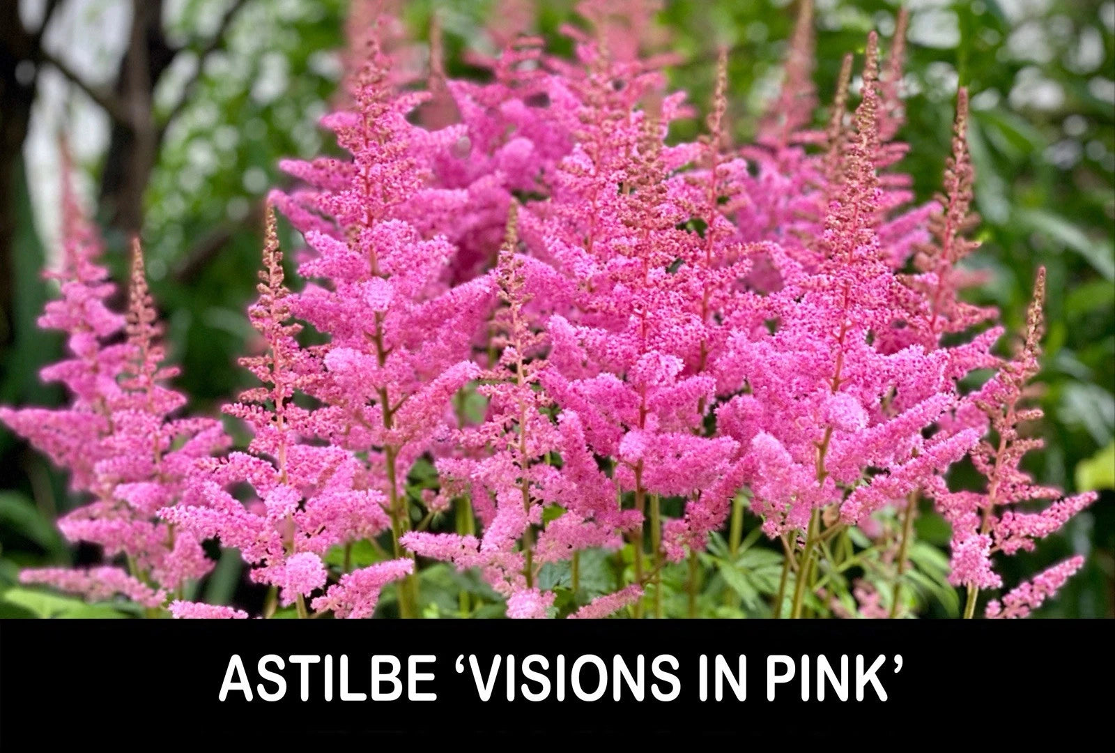 Astilbe Bare Root Starter Plants - 'Visions in Pink' - Shade Perennial ...