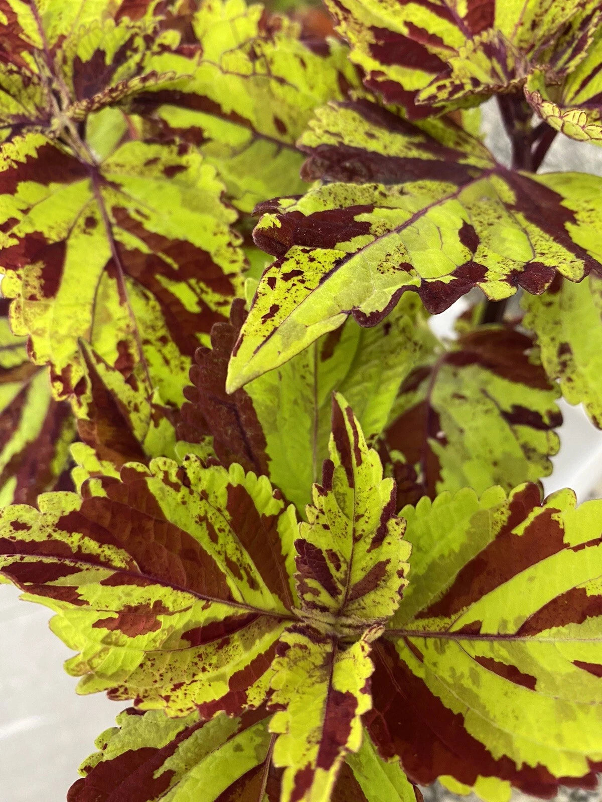 Coleus Splish Splash Live Starter Plant | Vibrant Ornamental Foliage ...