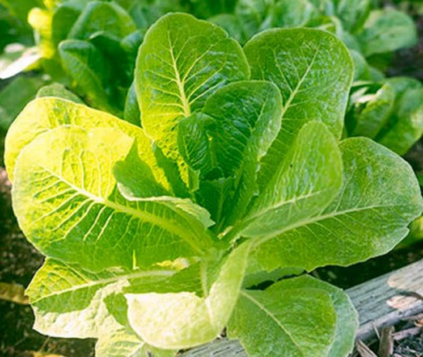 Little Caesar Lettuce Seeds - 250+ Non-GMO Seeds for Home Gardening ...