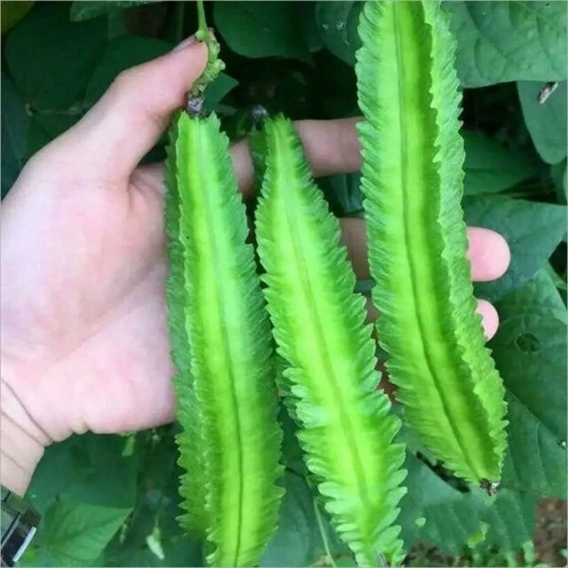 Wing Bean Seeds - 15 Count - Easy to Grow - Exotic Asian Variety - Pso ...