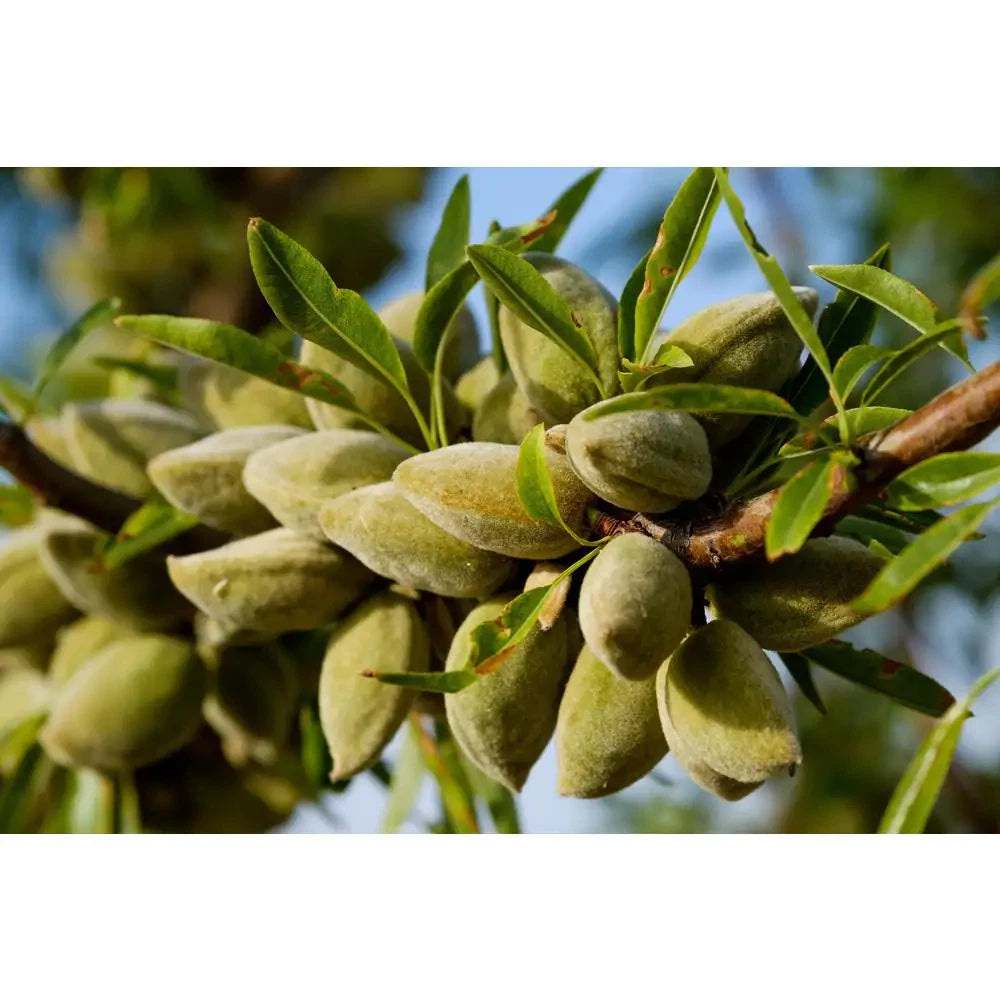 All-In-One Almond Tree 3 Ft. Self Pollinating Bare Root Heavy Producing ...