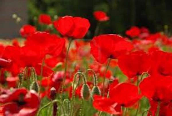 Red Poppy Seeds, 100+ Seeds, Stunning Red Variety, Papaver rhoeas ...