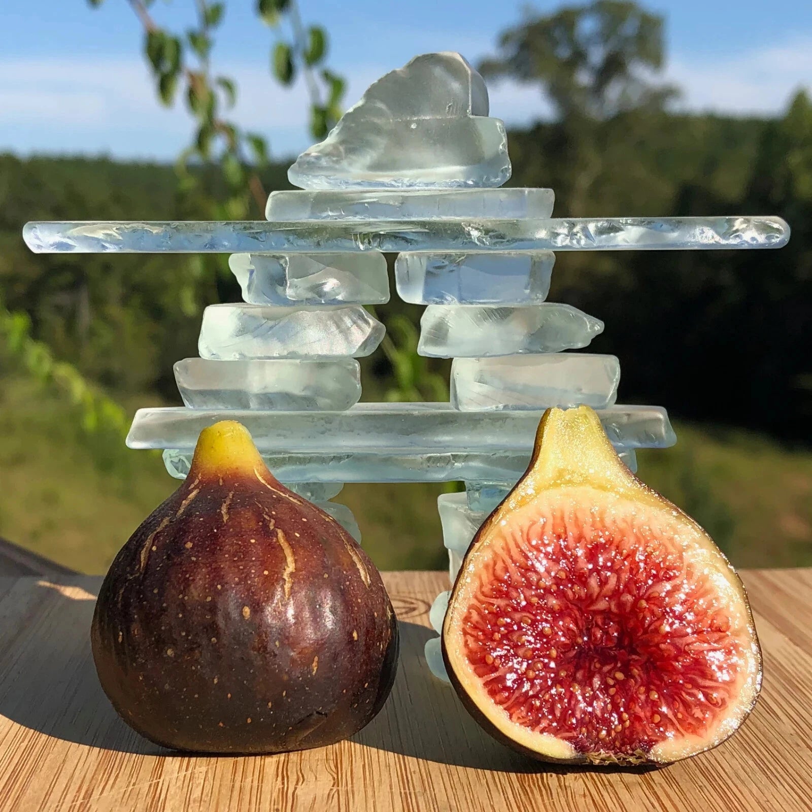 Black Madeira Fig Seeds - 100+ Count for Garden Planting - Ficus carica ...