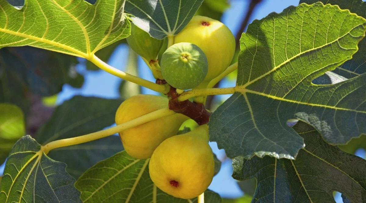 Yellow Long Neck Fig Seeds - 100+ Count for Garden Planting - Ficus ...