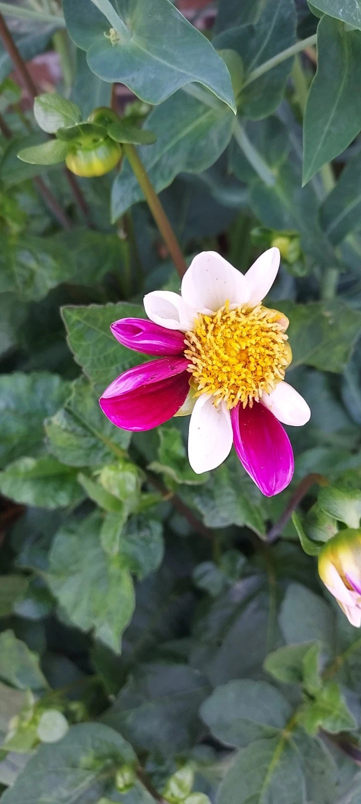 Dahlia Bulb Tuber - Twyning Smartie Daisy Mix - Pink & White - Garden ...