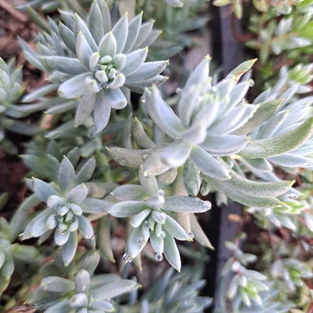 Sedum Blue Spruce Cuttings - 10 Cold Hardy Trailing Ground Cover ...