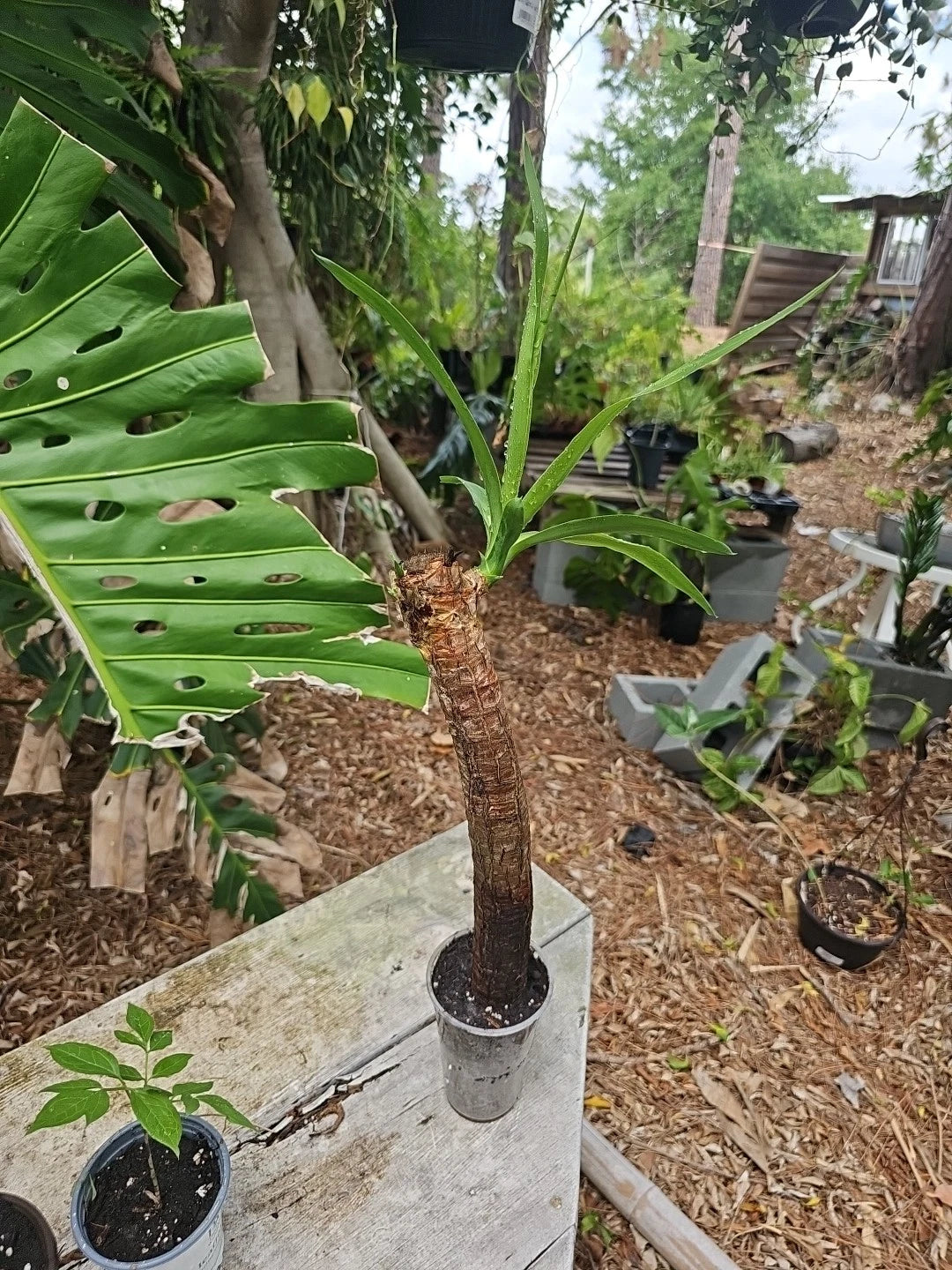 Yucca Elephantipes Plant 3" Pot Soft-tip Spineless Gigantea Mature Ste ...