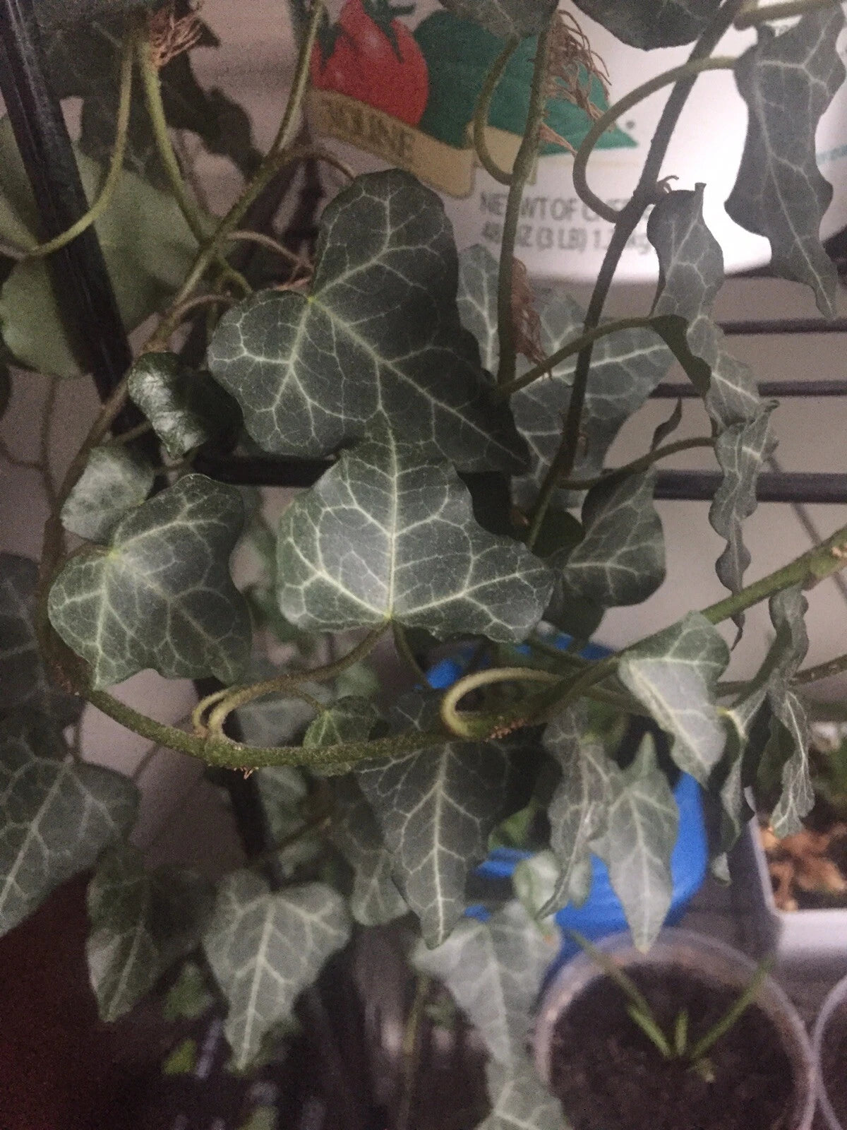 Live English Ivy Cuttings with Roots - 10 Pack - Ready to Plant ...