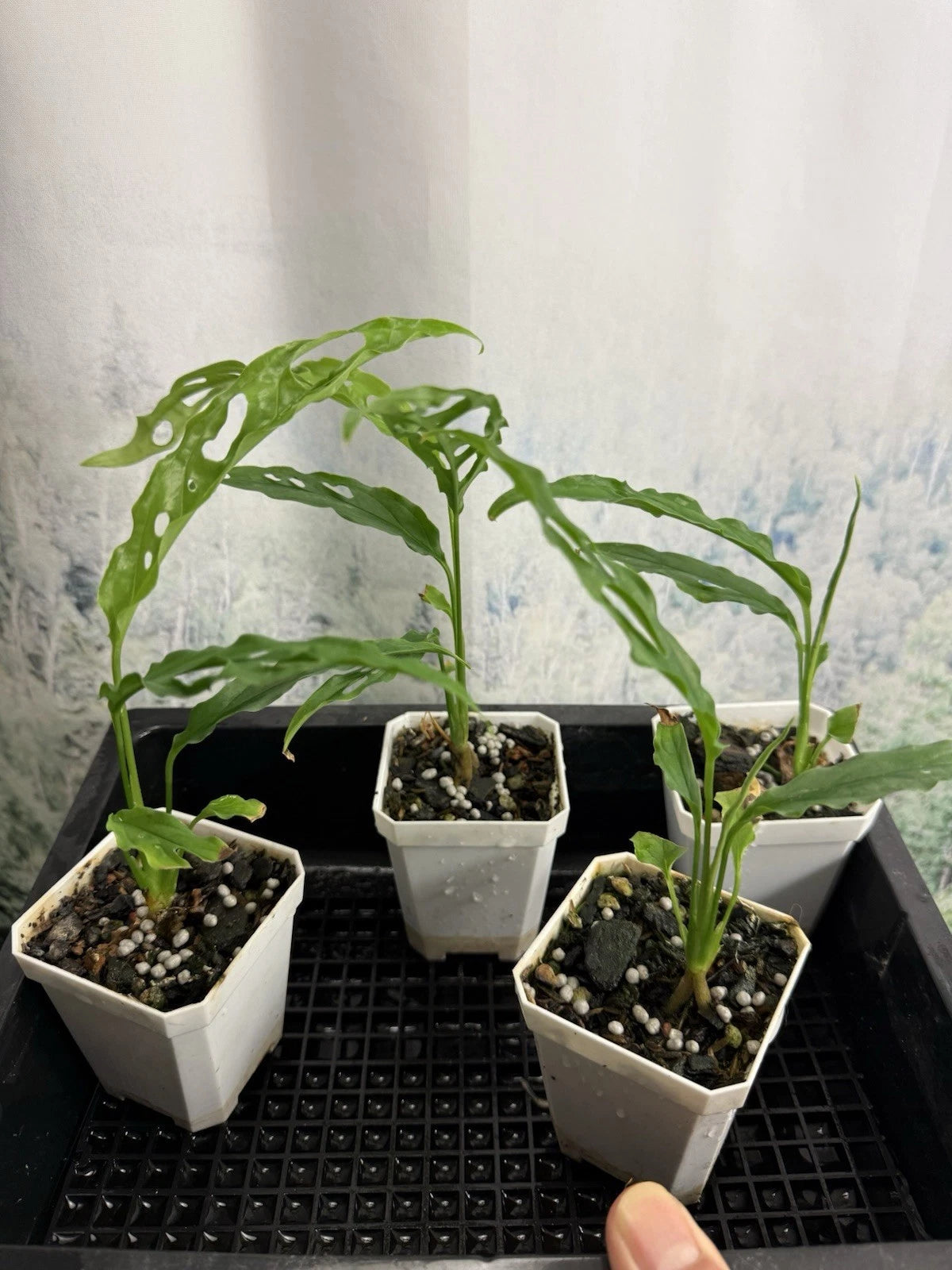 Monstera Obliqua 'Peru' - Small Live Plant, Rare Houseplant, Tropical ...