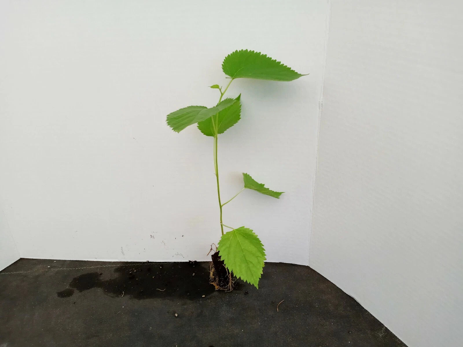 Dwarf Everbearing Mulberry Trees 2-Pack Starter Plants Morus Nigra ...
