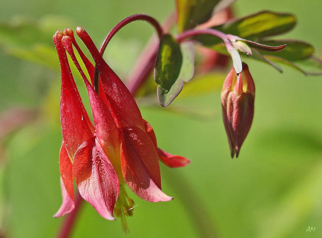 Columbine Seeds - 100 Wild Red Canadian Perennial Seeds - Aquilegia ca ...