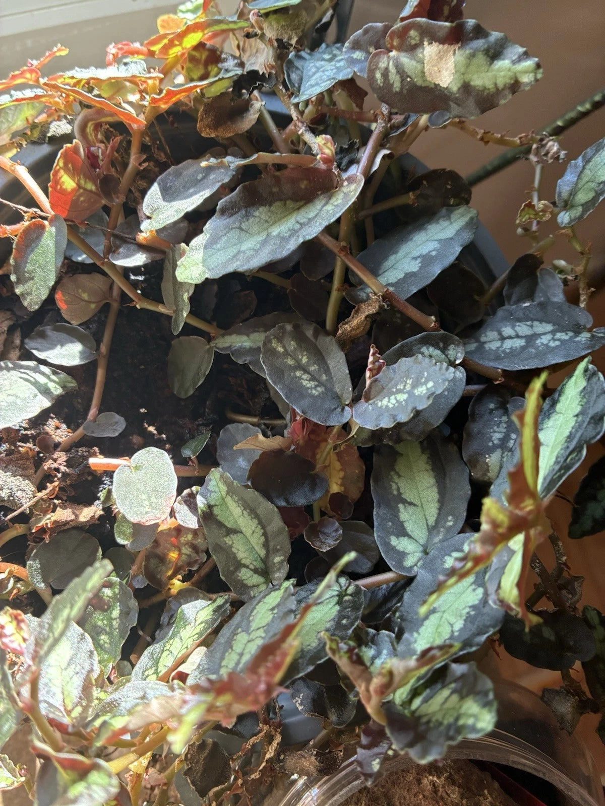 Rare Polynesian Ivy Trailing Watermelon Vine - Pellionia Repens Begonia ...