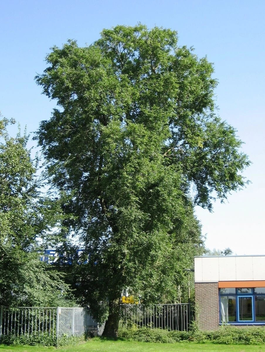 Siberian Elm Tree Seeds - Ulmus pumila - Hardy Fast-Growing Deciduous ...