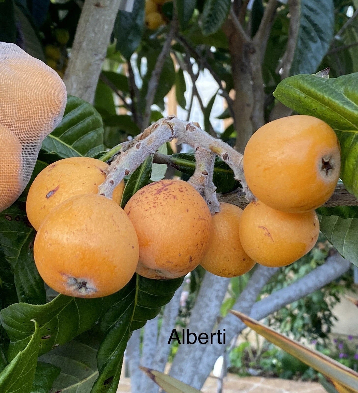 Loquat Scions for Grafting - Sweet Variety, 3 Cuttings - Eriobotrya ...