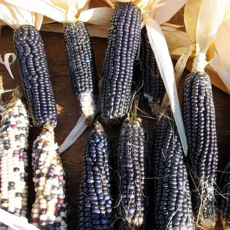 Hopi Blue Corn Seeds - Heirloom Non-GMO - Native American Variety - Ze ...