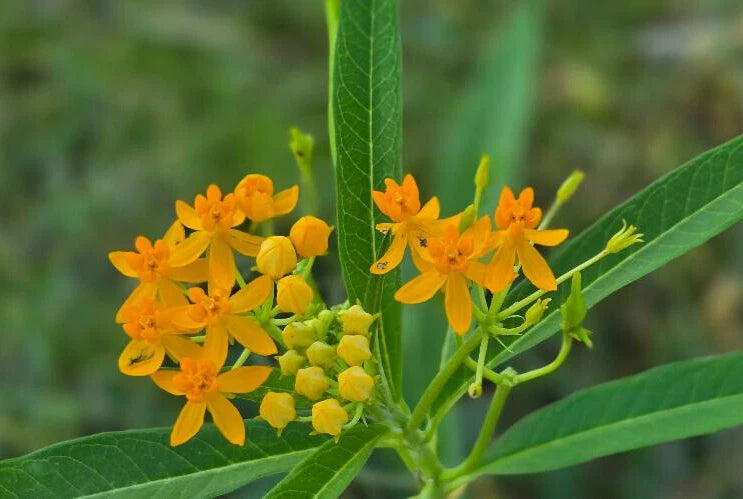 Yellow Milkweed Seeds | 15 Count | Asclepias | Florida Naturalized | B ...