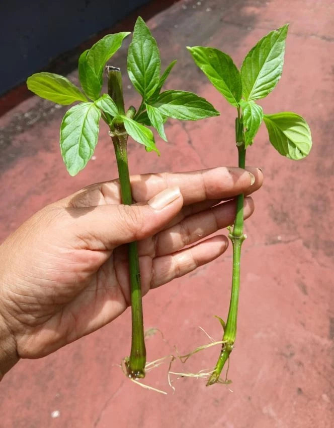 St. John's Bush Cuttings – 2 Rooted Cuttings – Justicia secunda ...