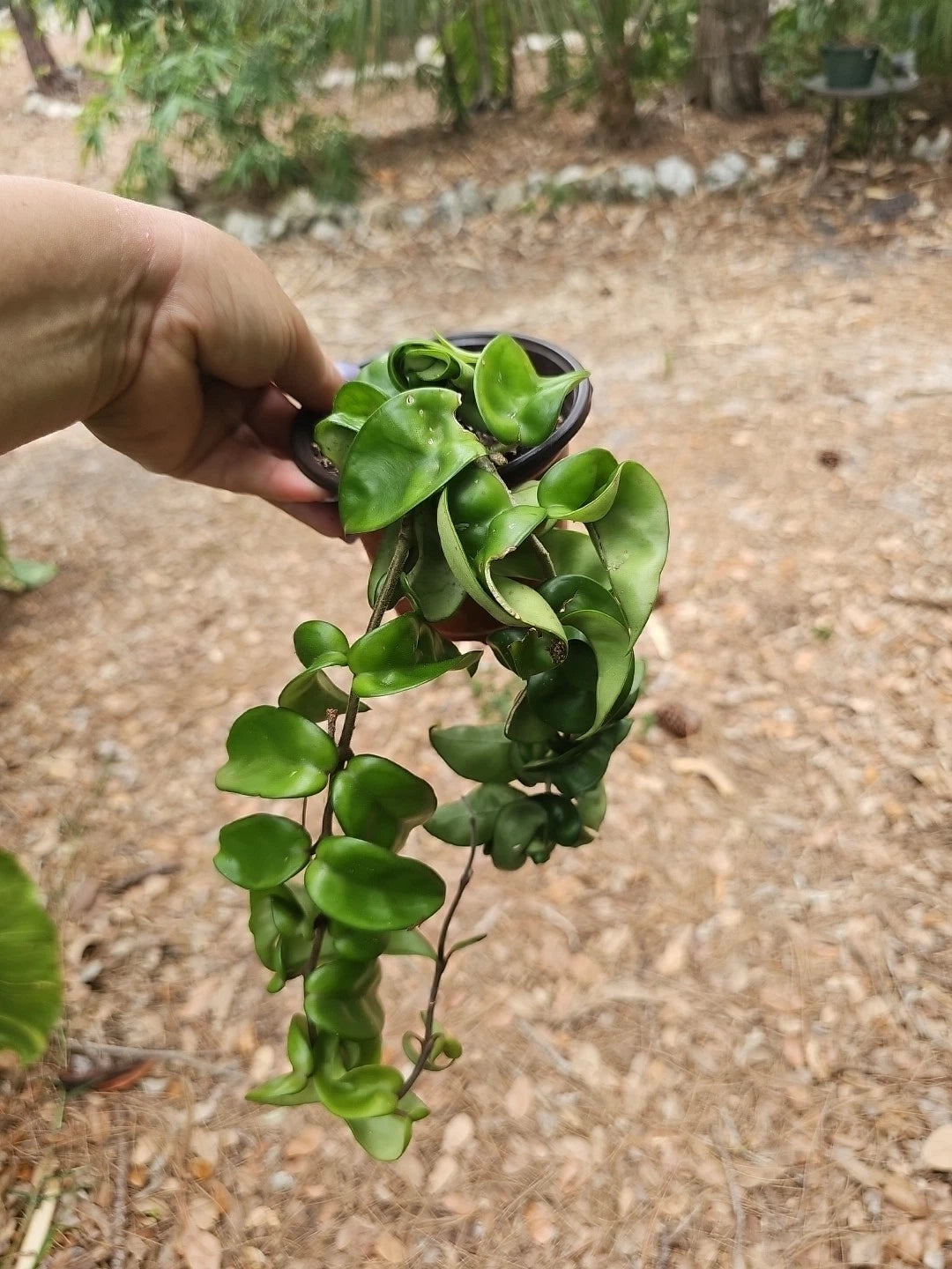 Large Hoya Carnosa Compacta 'Hindu Rope' Plant in 4" Pot - Unique Vari ...