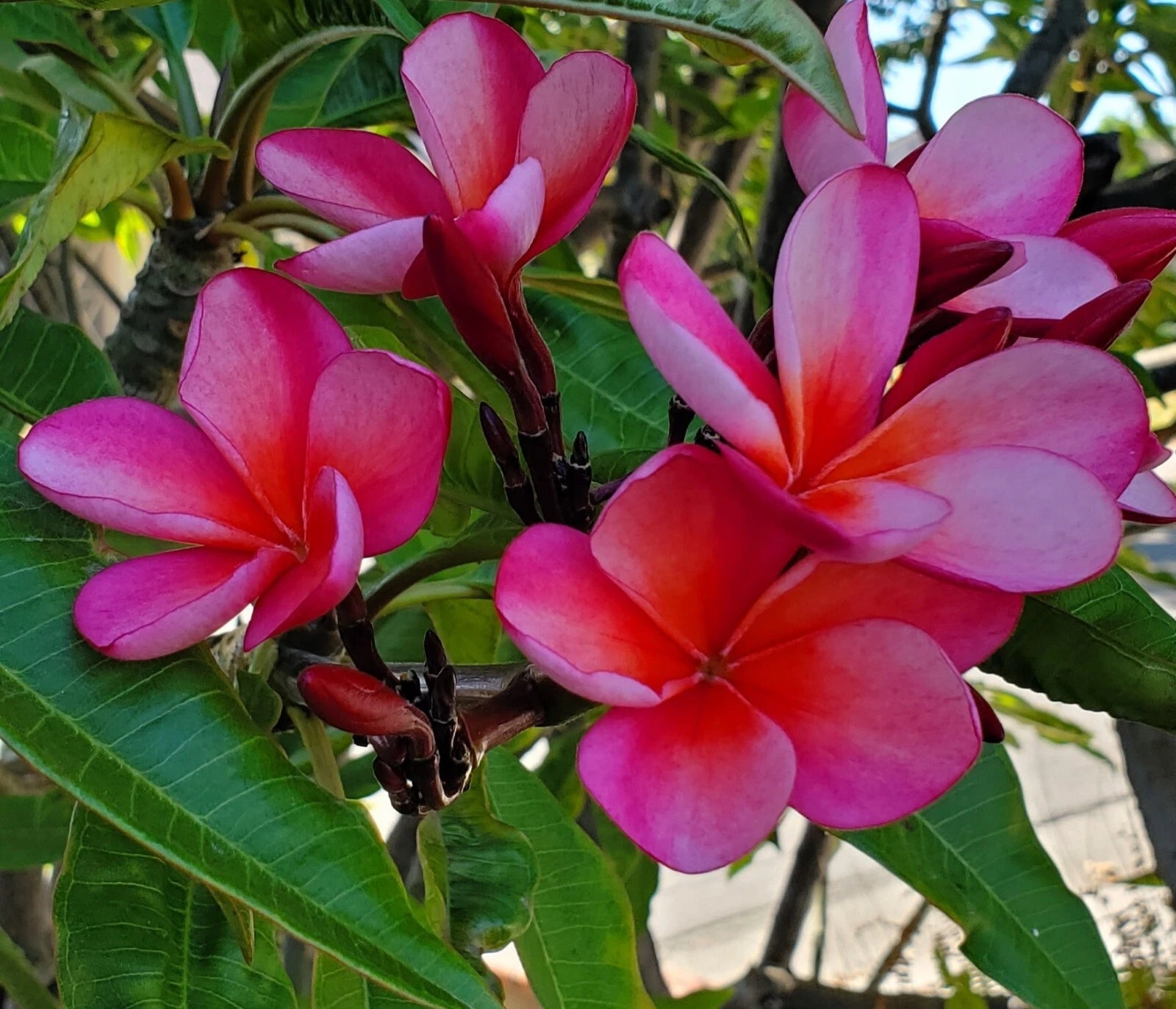 Plumeria Cutting 7-12 Inch Pink with Light Orange Hues Plumeria Obtusa ...