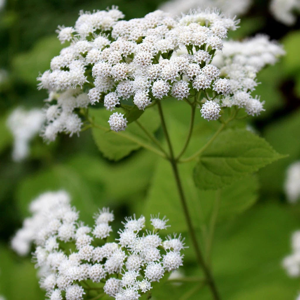 White Snakeroot Seeds - Eupatorium rugosum - Native Wildflower Seeds f ...