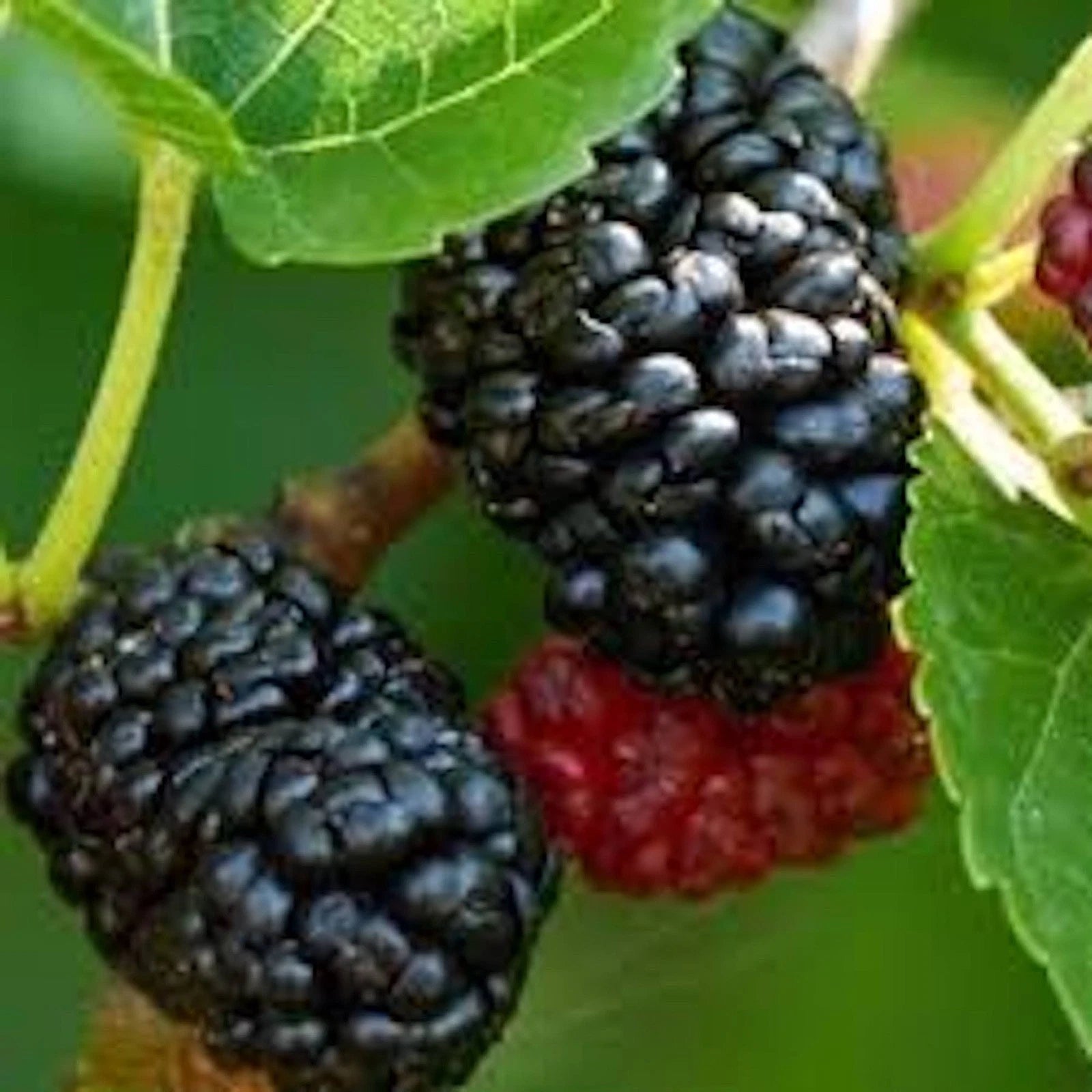 Dwarf Mulberry Tree Starter Plug 5 Pack - Dwarf Everbearing Morus sp ...