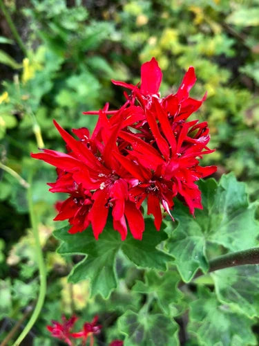 Pelargonium Geranium 6" Live Plant Cutting Red Spiky Bloom Cluster Rar ...