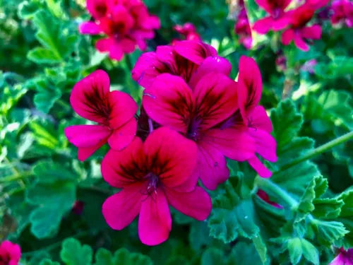 Rare Hot Magenta Pink Hardy Pelargonium Geranium 6" Live Plant Cutting ...