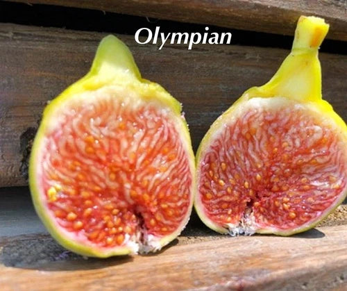 Olympian Fig Tree Plant - Live Starter Plant Bare Root - Ficus carica ...