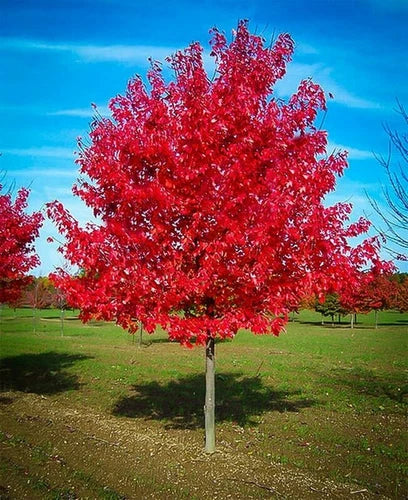 Red Maple Tree Live Plant 1-4 Years 5" Tall Acer rubrum - Brilliant ...