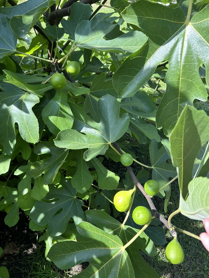 Sicilian White Fig Tree Cuttings – Fresh Unrooted Ficus carica Stems ...