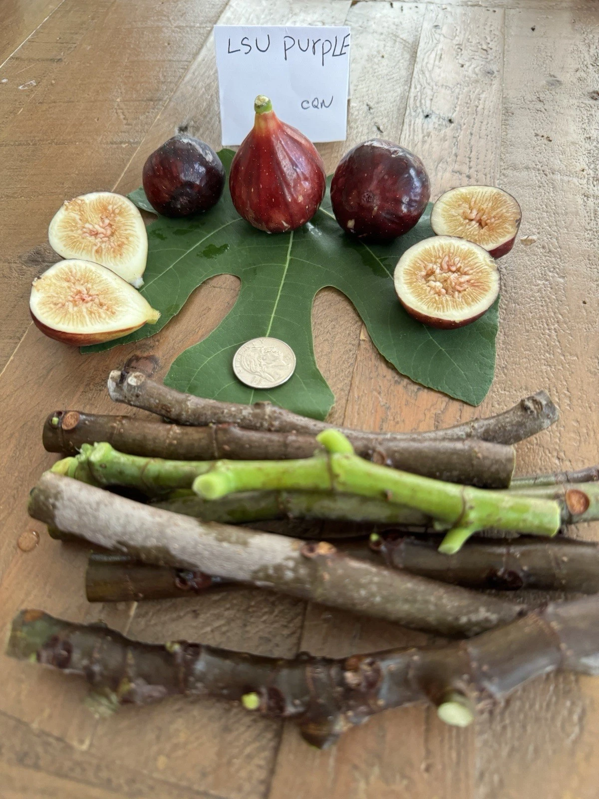 LSU Purple Fig Cuttings – 4 Live Fig Tree Cuttings for Planting, Ficus ...