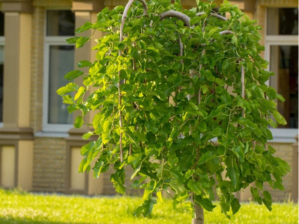 Contorted Mulberry Cuttings – 3 Hardwood Cuttings for Rooting or Graft ...