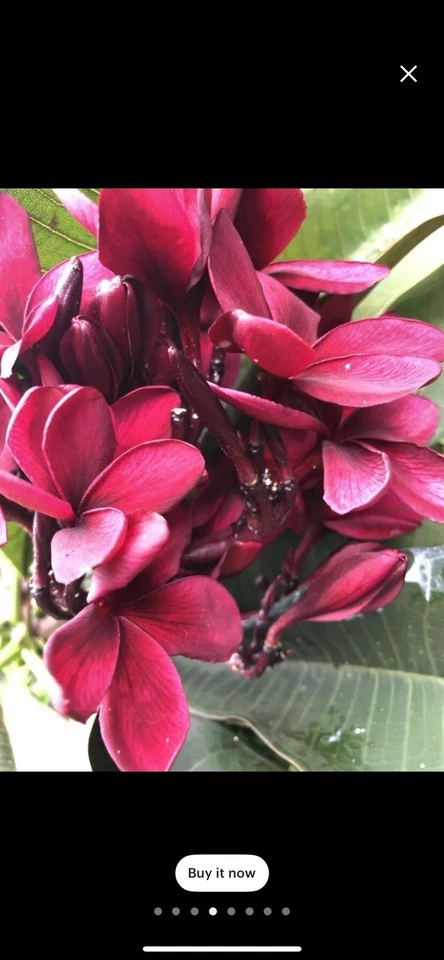 Scott Pratt Plumeria Cuttings – 12 Live Plumeria Rubra Cuttings 12 Inc ...