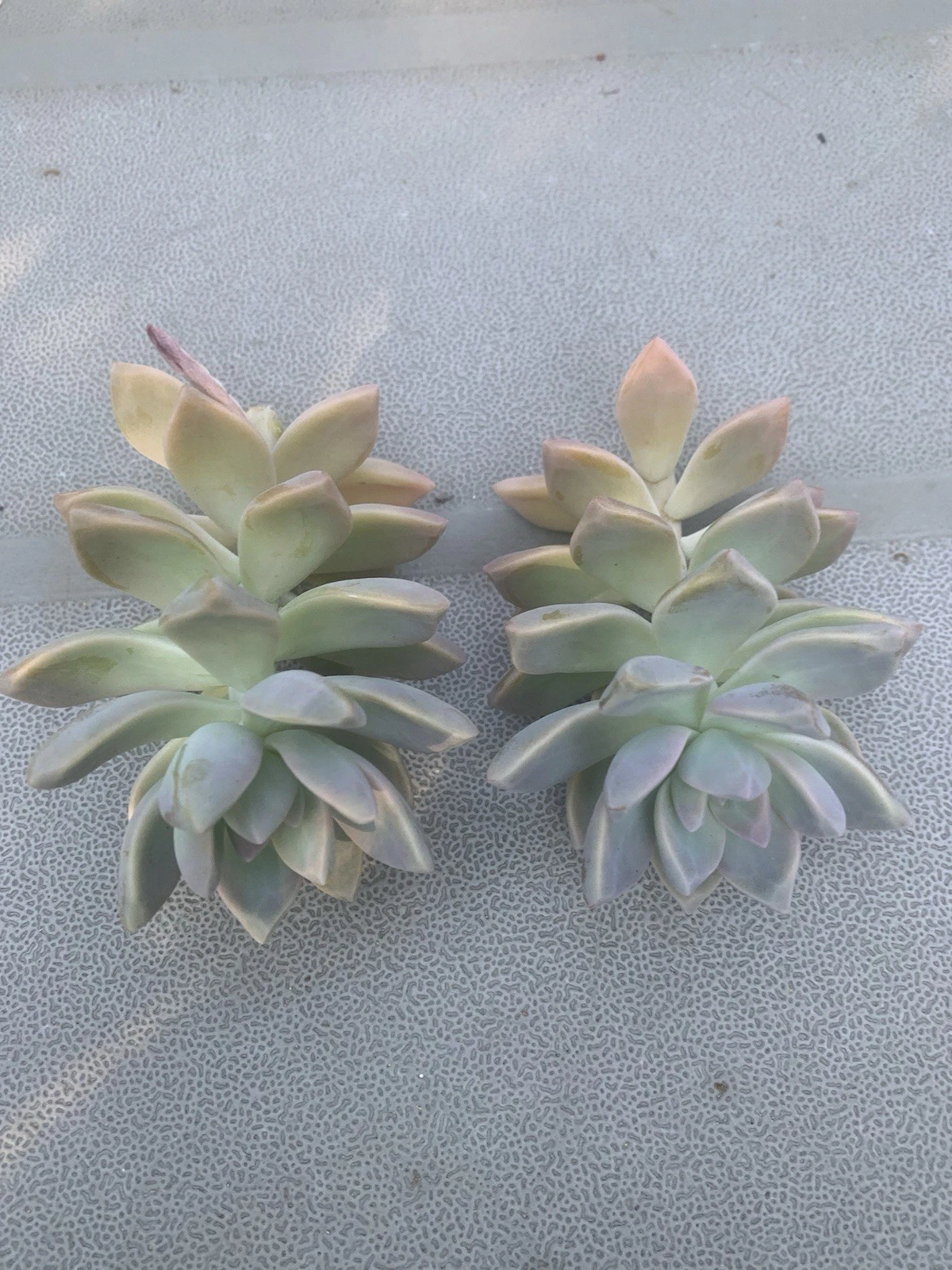 Ghost Plant Succulent Cuttings – 2 Live Graptopetalum Paraguayense Cut ...