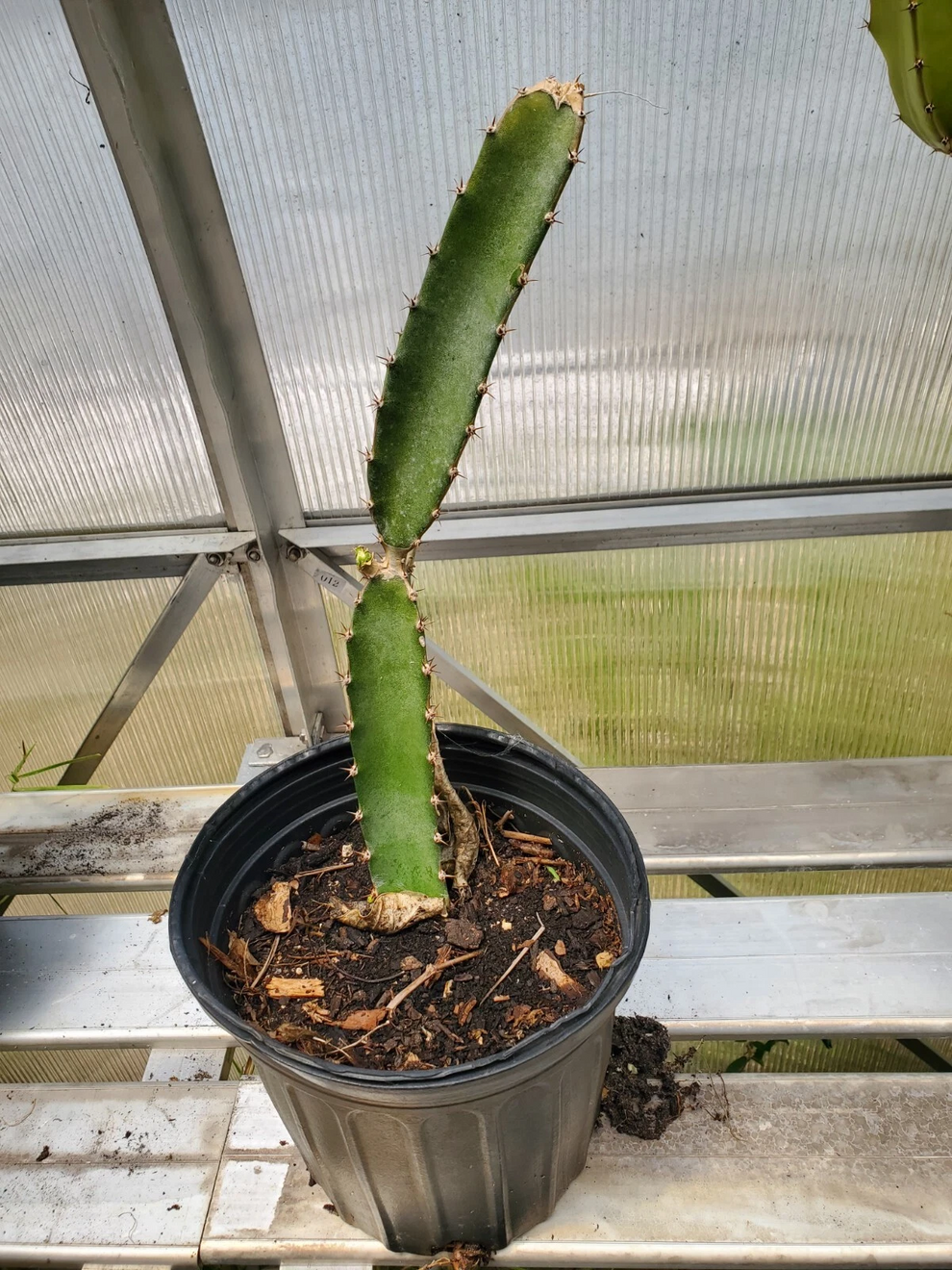 Red Flesh Dragon Fruit Plant Live, Rooted Pitaya Cactus in 1 Gallon Po ...