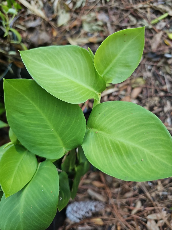 Rhaphidophora hayi Shingling Plant Cutting – One Node Fresh Unrooted C ...
