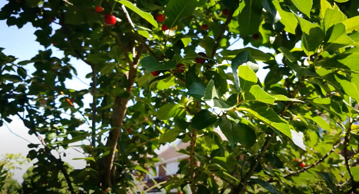 8 Stella Cherry Tree Cuttings – Prunus avium ‘Stella’ – Fresh Unrooted ...